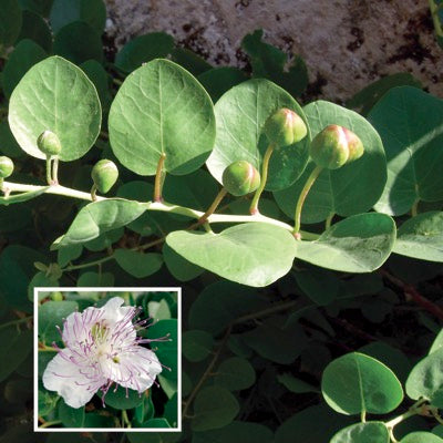 Spineless Caper (Capparis inermis) - SymbiOp Garden Shop