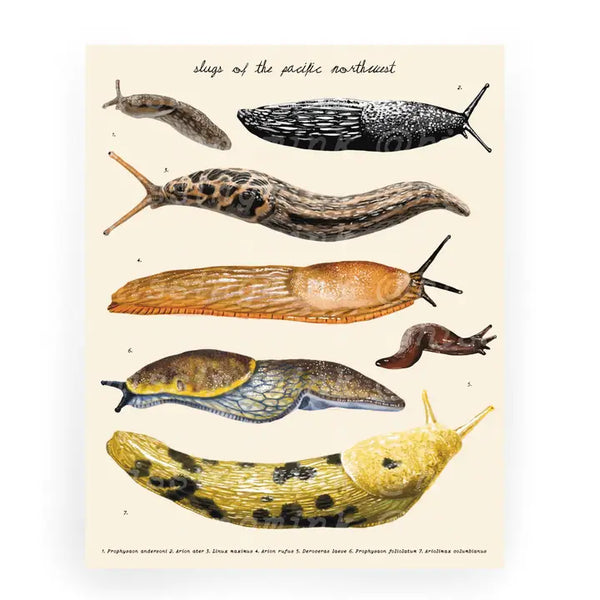 Pacific Northwest Slugs Print - SymbiOp Garden Shop