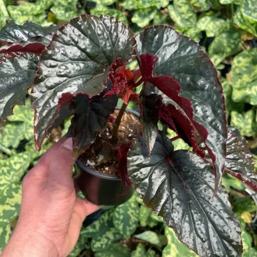 Begonia 'Black Magic' (Rex Begonia) - SymbiOp Garden Shop