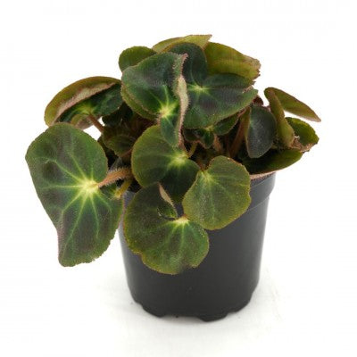 Begonia subacida - SymbiOp Garden Shop