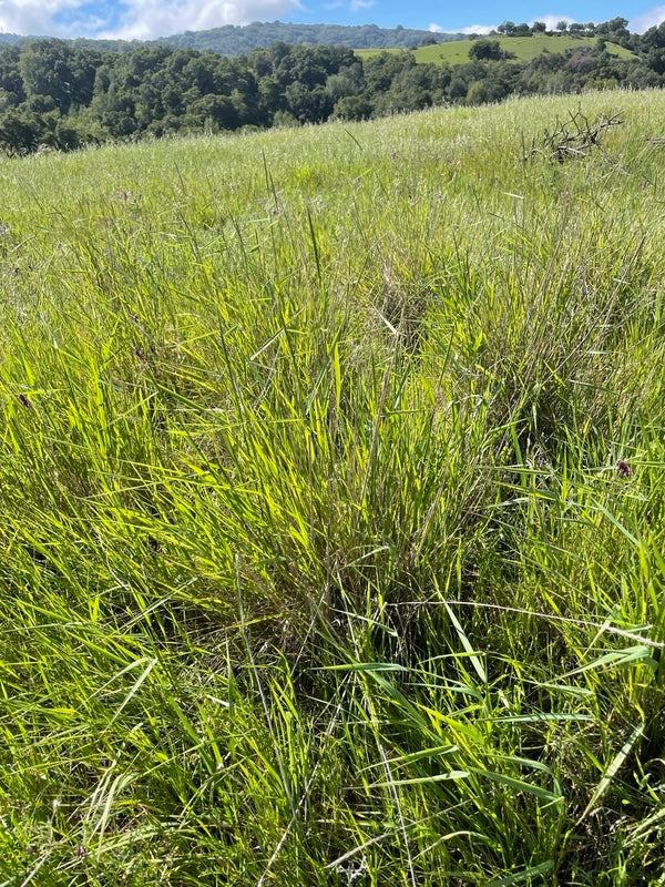 Elymus glaucus (Wild Blue Rye) CC - SymbiOp Garden Shop