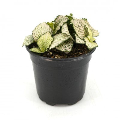Fittonia 'Purple Snow Anne' (Nerve Plant) - SymbiOp Garden Shop