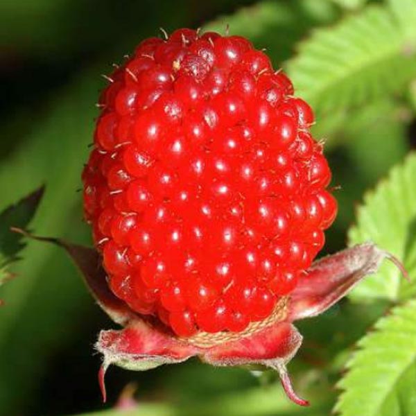 Funberry (Rubus illecebrosus) - SymbiOp Garden Shop