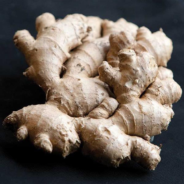 Common Ginger (Zingiberaceae officinalis) - SymbiOp Garden Shop
