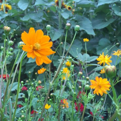 Cosmos 'Sunrise' (Cosmos bipinnatus ) - Seed SS - SymbiOp Garden Shop