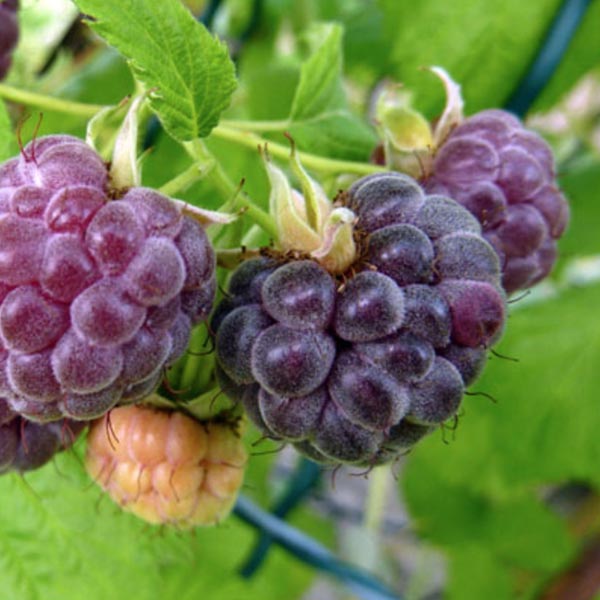 Raspberry 'Glencoe' (Rubus idaeus) - SymbiOp Garden Shop