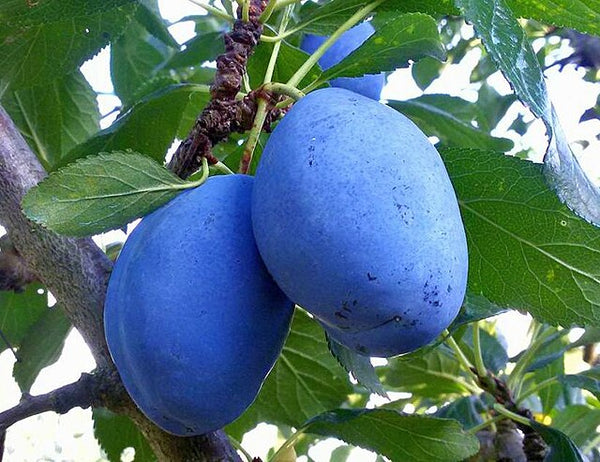Dwarf Italian Plum (Prunus domestica 'Italian') - SymbiOp Garden Shop