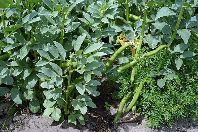 Fava Bean (Vicia faba) Organic Cover Crop - SymbiOp Garden Shop