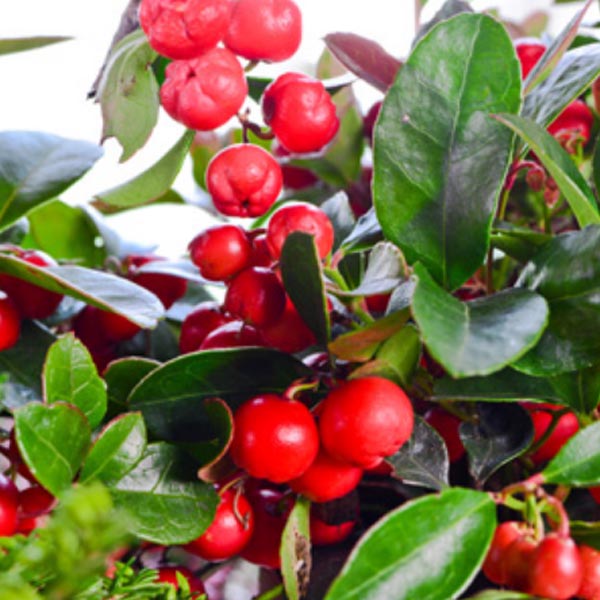 Wintergreen American 'Cherry Berry' (Gaultheria procumbens) - SymbiOp ...