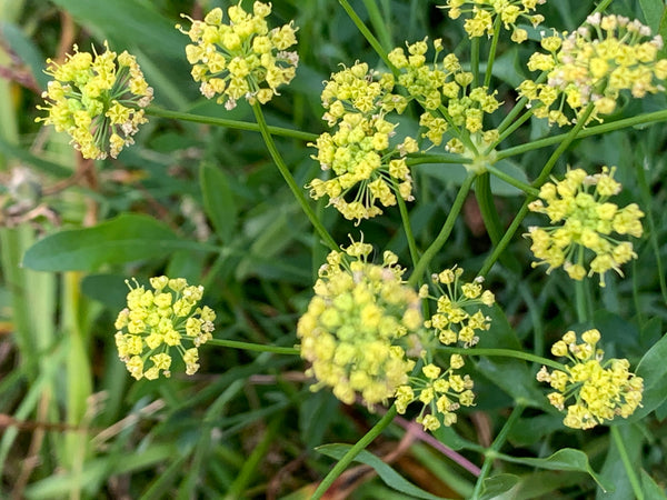 Lomatium nudicale (Barestem Biscuitroot) CC RO - SymbiOp Garden Shop