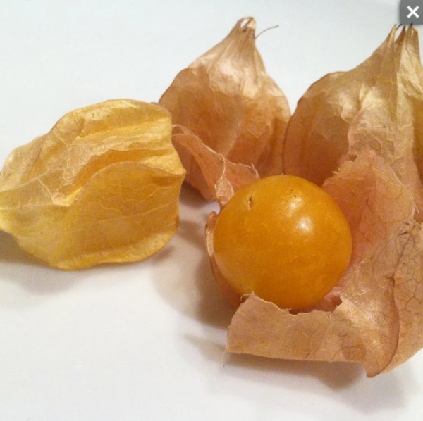 Golden Berry/Inca Berry (Physalis peruviana ) - Seed SS - SymbiOp ...