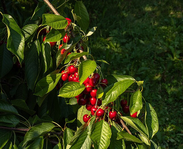 Cherry 'Meteor' (Prunus avium) - 15gal MS - SymbiOp Garden Shop
