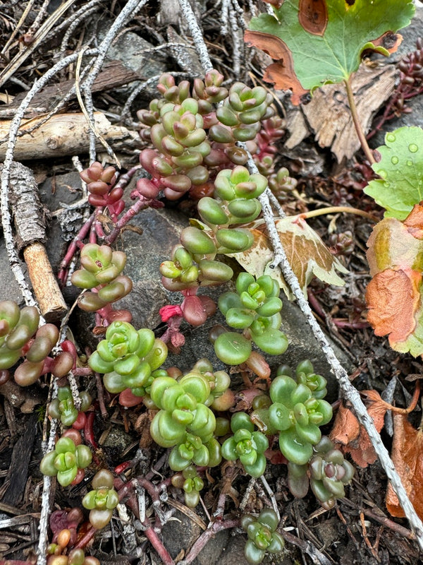 Sedum divergens (Cascade Stonecrop) - SymbiOp Garden Shop