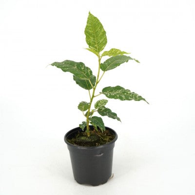 Ficus aspera (Mosaic Fig) - SymbiOp Garden Shop