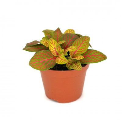 Fittonia albivenis 'Skeleton' (Nerve Plant) - SymbiOp Garden Shop