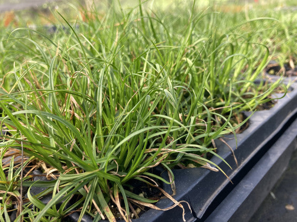 Carex tumulicola (Foothill Sedge) - SymbiOp Garden Shop
