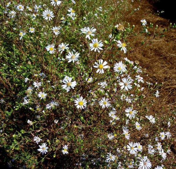 Aster [Symphyotrichum] hallii (Hall's Aster) - SymbiOp Garden Shop