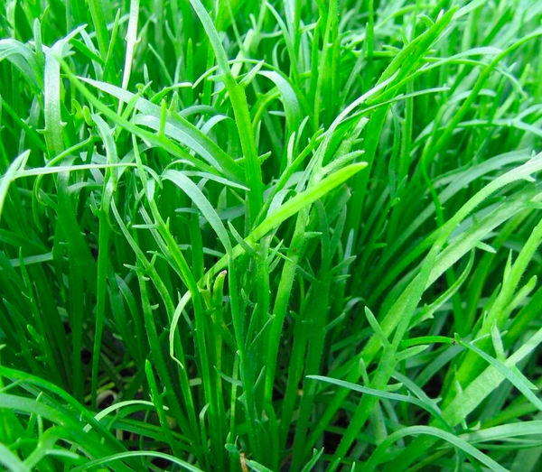 Minutina/Erba Stella (Plantago coronopsis) - SymbiOp Garden Shop