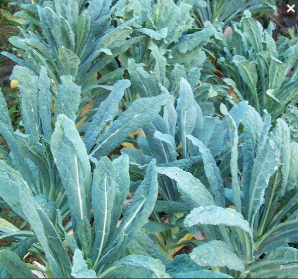 Kale 'Black Tuscan' (Brassica oleracea) - Seeds SS - SymbiOp Garden Shop