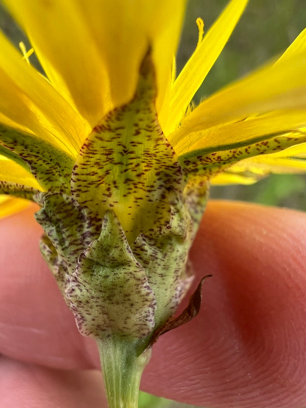 Microseris laciniata (Cut-Leaf Microseris) - SymbiOp Garden Shop