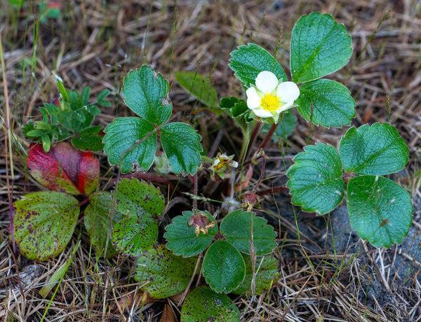 Fragaria chiloensis (Beach Strawberry) CC KR - SymbiOp Garden Shop