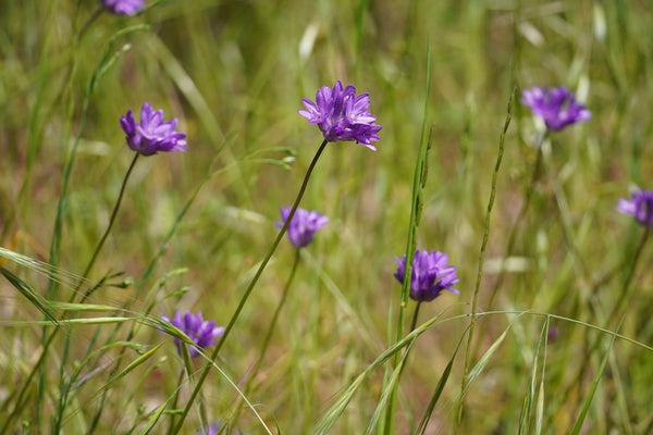 Meadow Maker Bulb Packet - SymbiOp Garden Shop