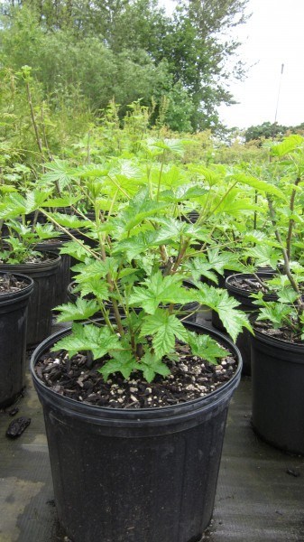 Ribes bracteosum (Stink Currant) - SymbiOp Garden Shop