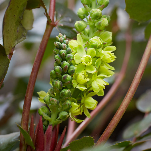 Mahonia nervosa (Cascade Oregon Grape) - SymbiOp Garden Shop