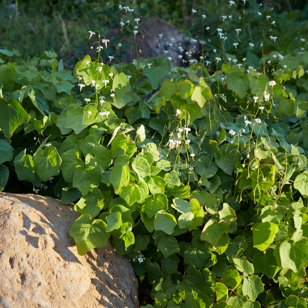Vancouveria hexandra (Inside Out Flower) - SymbiOp Garden Shop