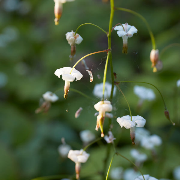 Vancouveria hexandra (Inside Out Flower) - SymbiOp Garden Shop