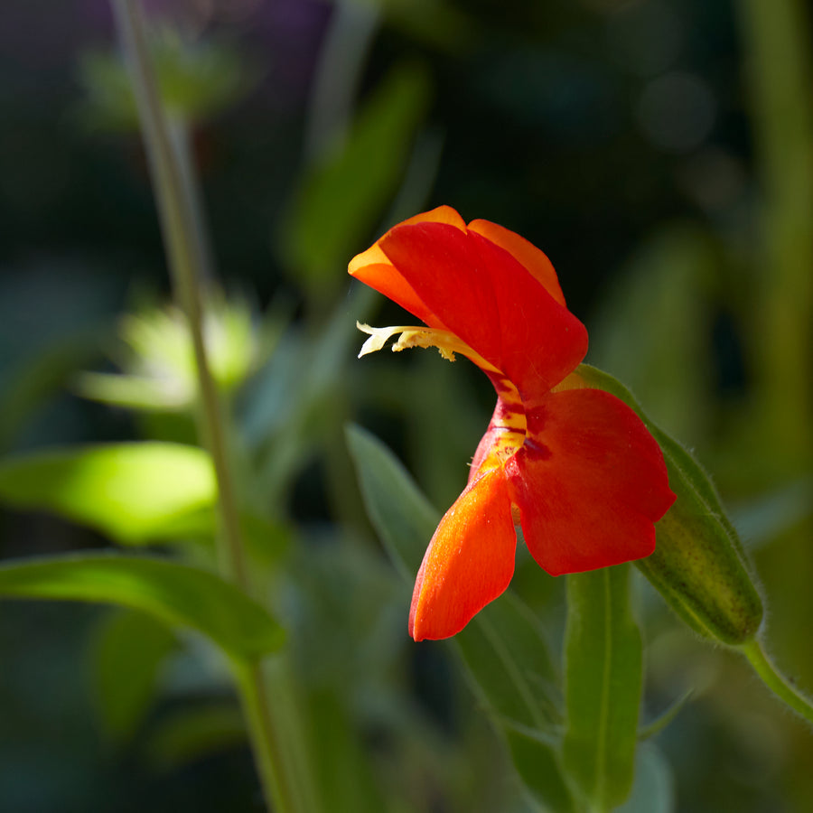 Mimulus cardinalis (Scarlet Monkeyflower) - SymbiOp Garden Shop