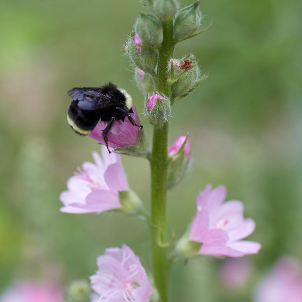 Sidalcea campestris (Meadow Checker-Mallow) - SymbiOp Garden Shop