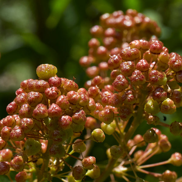 Ceanothus sanguineus (Oregon Tea Tree) - SymbiOp Garden Shop