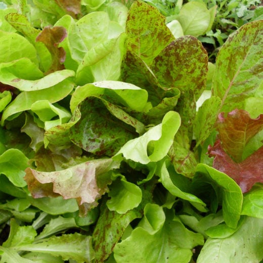 Lettuce 'Cool Season Lettuce Mix' (Lactuca sativa) - Seed AS - SymbiOp ...