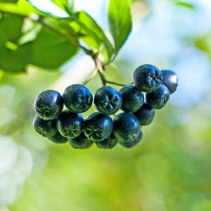 Dwarf Aronia (Aronia melanocarpa) - SymbiOp Garden Shop