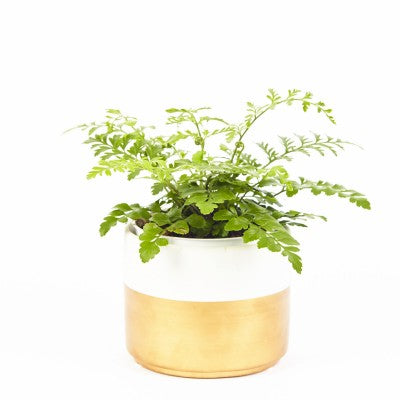 Asplenium dimorphum x difforme (Austral Gem Fern) - SymbiOp Garden Shop