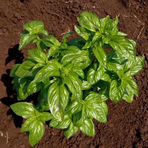 Basil 'Italian Mountain Sweet' (Ocium basilicum) - Seed AS - SymbiOp ...