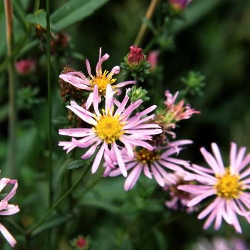 Aster [Symphyotrichum] chilensis (California Aster) - SymbiOp Garden Shop