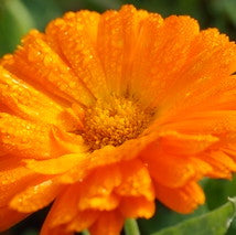 Calendula 'Alpha' (Calendula officinalis) - Seed SS - SymbiOp Garden Shop