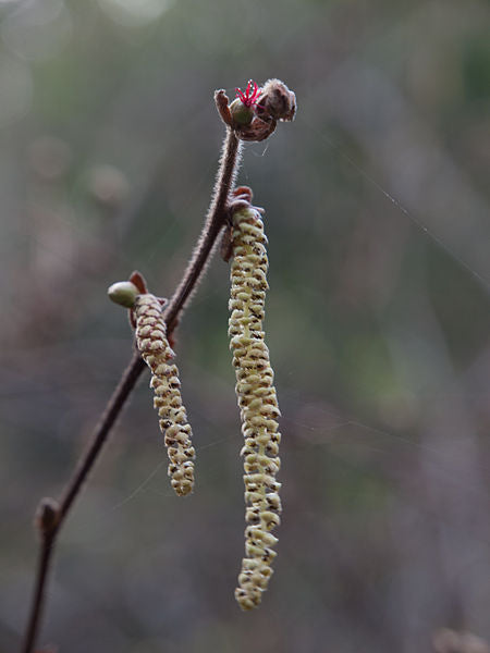 Corylus cornuta ssp. californica (California Hazel) - SymbiOp Garden Shop