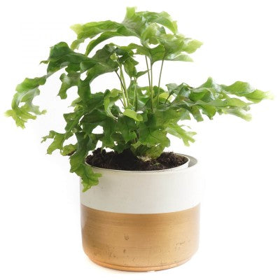 Phlebosia nicolas diamond (Nicholas Diamond Fern) - SymbiOp Garden Shop