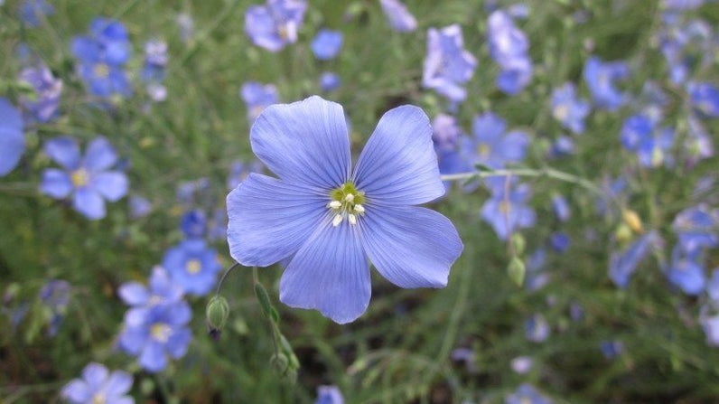 Linum lewisii (Prairie Flax) - SymbiOp Garden Shop