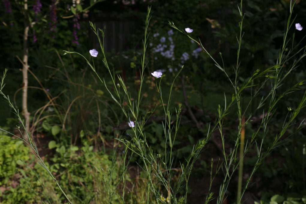 Linum lewisii (Prairie Flax) - SymbiOp Garden Shop