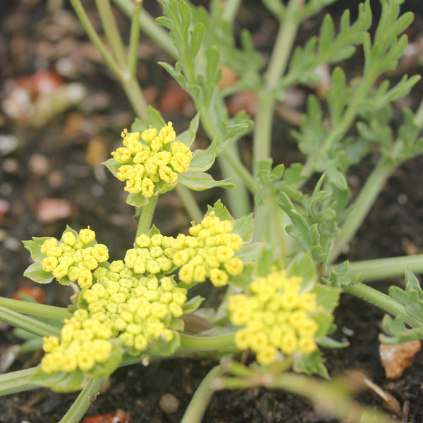 Lomatium utriculatum (Lomatium/Spring Gold) Seed Packet WW - SymbiOp ...