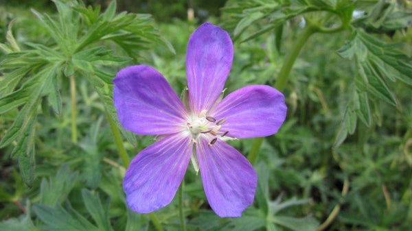 Geranium oreganum (Oregon Geranium) - SymbiOp Garden Shop