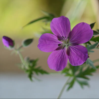 Geranium oreganum (Oregon Geranium) Seed Packet WW - SymbiOp Garden Shop