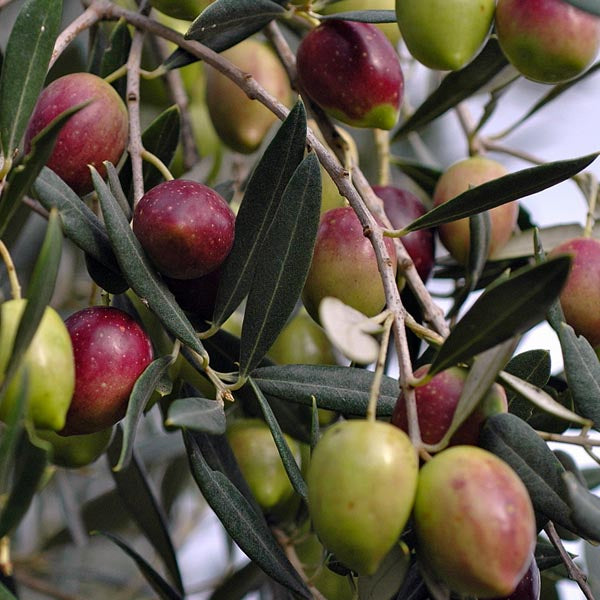 Olive 'Arbequina' (Olea europaea) - SymbiOp Garden Shop