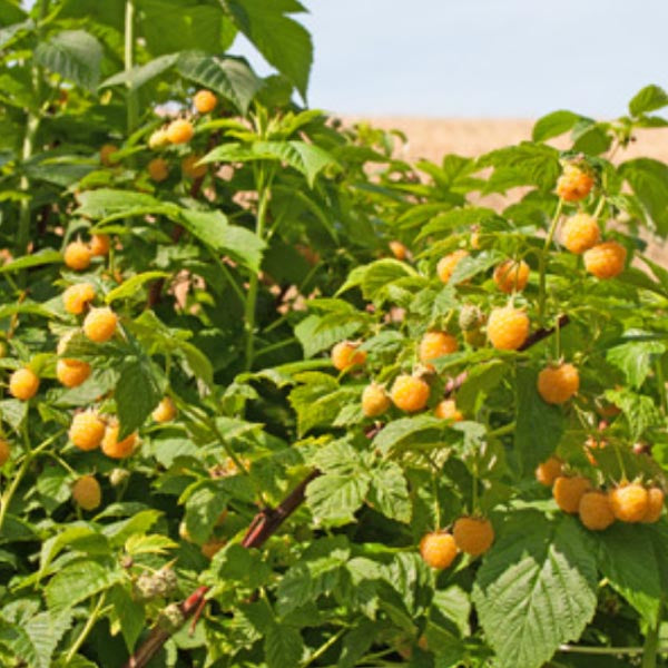 Raspberry 'Cascade Gold' (Rubus idaeus) - SymbiOp Garden Shop