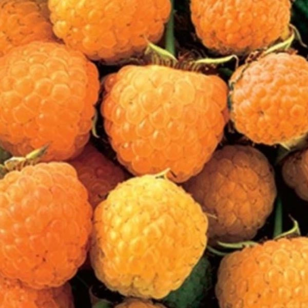 Raspberry ‘Honey Queen’ (Rubus idaeus) - SymbiOp Garden Shop