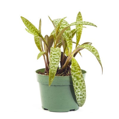 Scilla violacea (Leopard Lily) - SymbiOp Garden Shop